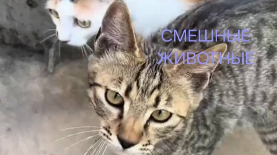 Смешные животные | КОТЯРА