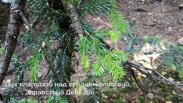 ЗДРАВСТВУЙ СУББОТА