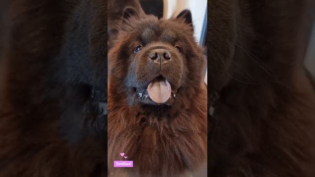 Как звучит Чау-чау || Chow Chow sounds #chowchow #chowchowdog #чаучау #tuviruvi #tuviruvi #funnydog