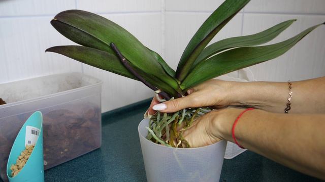 Пересадка орхидеи Женева.