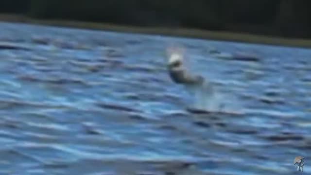 Щучка на дорожку по пути домой