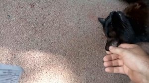 Реанимация черного кота