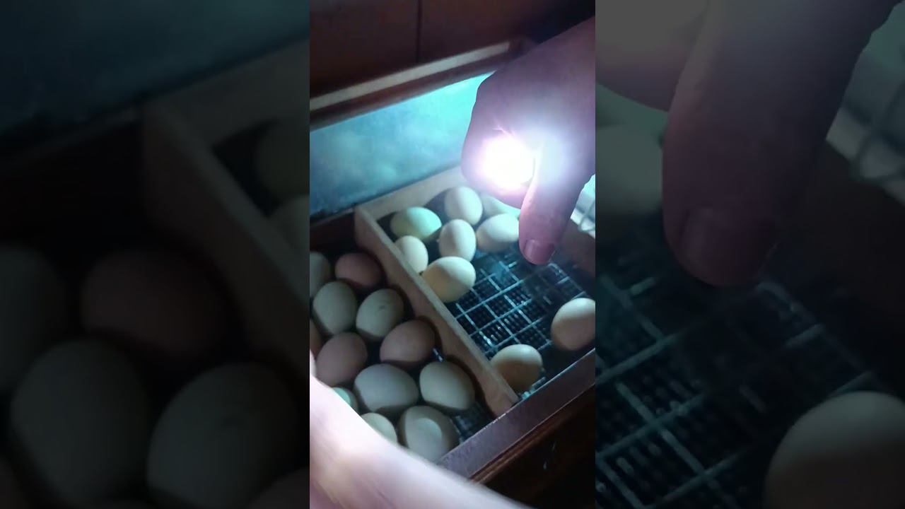 КУРИНОЕ ЯЙЦО ОВОСКОП #animals #яйца #инкубация #овоскоп #egg #цыплята #инкубатор #неоплод #развитие