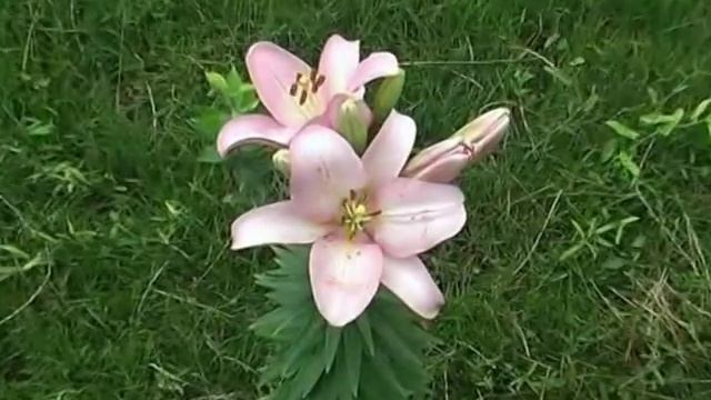 Сульгия Гаджиева - Яр хъуьрейла (лезгинская песня)