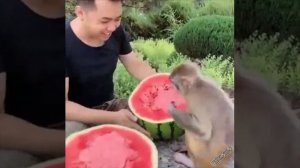 Вкусный арбуз))