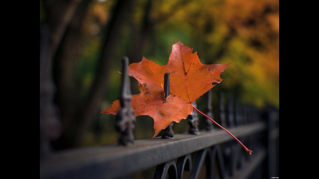 Прощай лето...(читает автор)