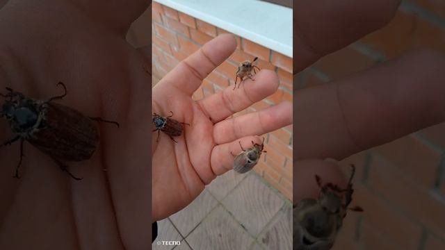 Майские жуки.