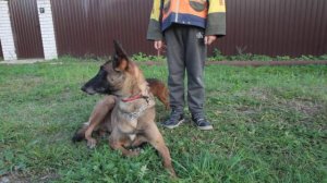 Ptisha and malinois , petit brabancon 5 month