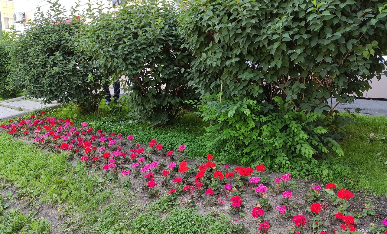 Яркая герань на клумбе. Владивосток