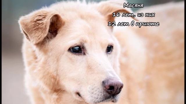 Собаки приюта Кожухово ушли навсегда в 2021г