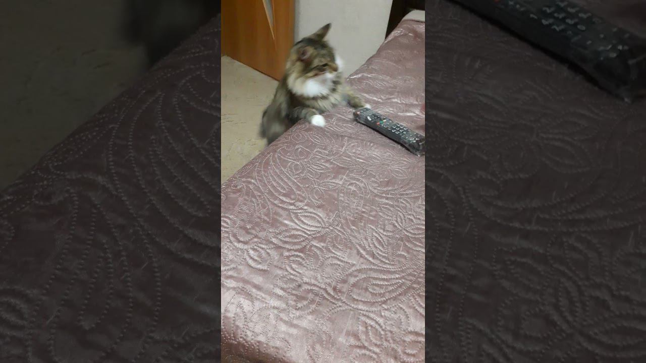#Мурзик.. Играем с котиком, смешные коты..