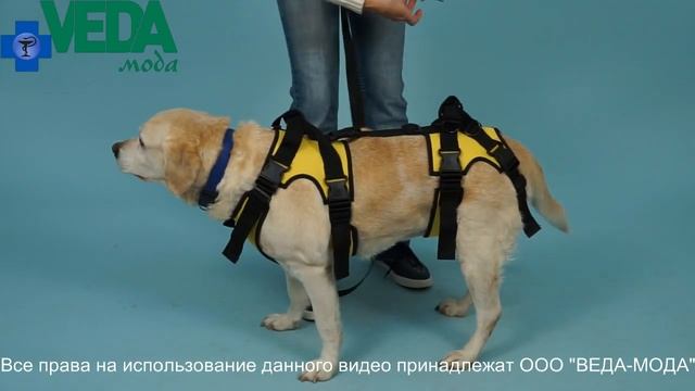 Предметы реабилитации, как надевать сборную поддержку на собаку