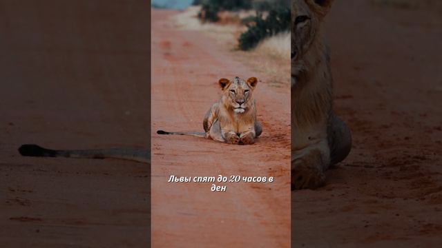 🦁🦁🦁