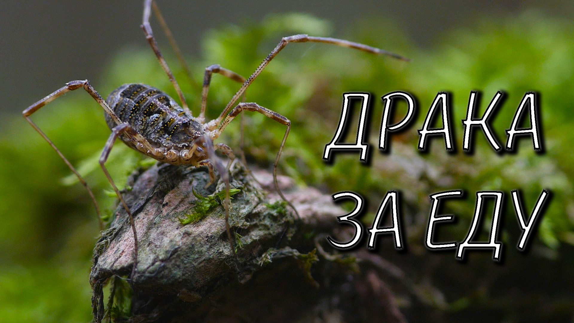 Драка за еду. Фауна Беларуси / Микропланета