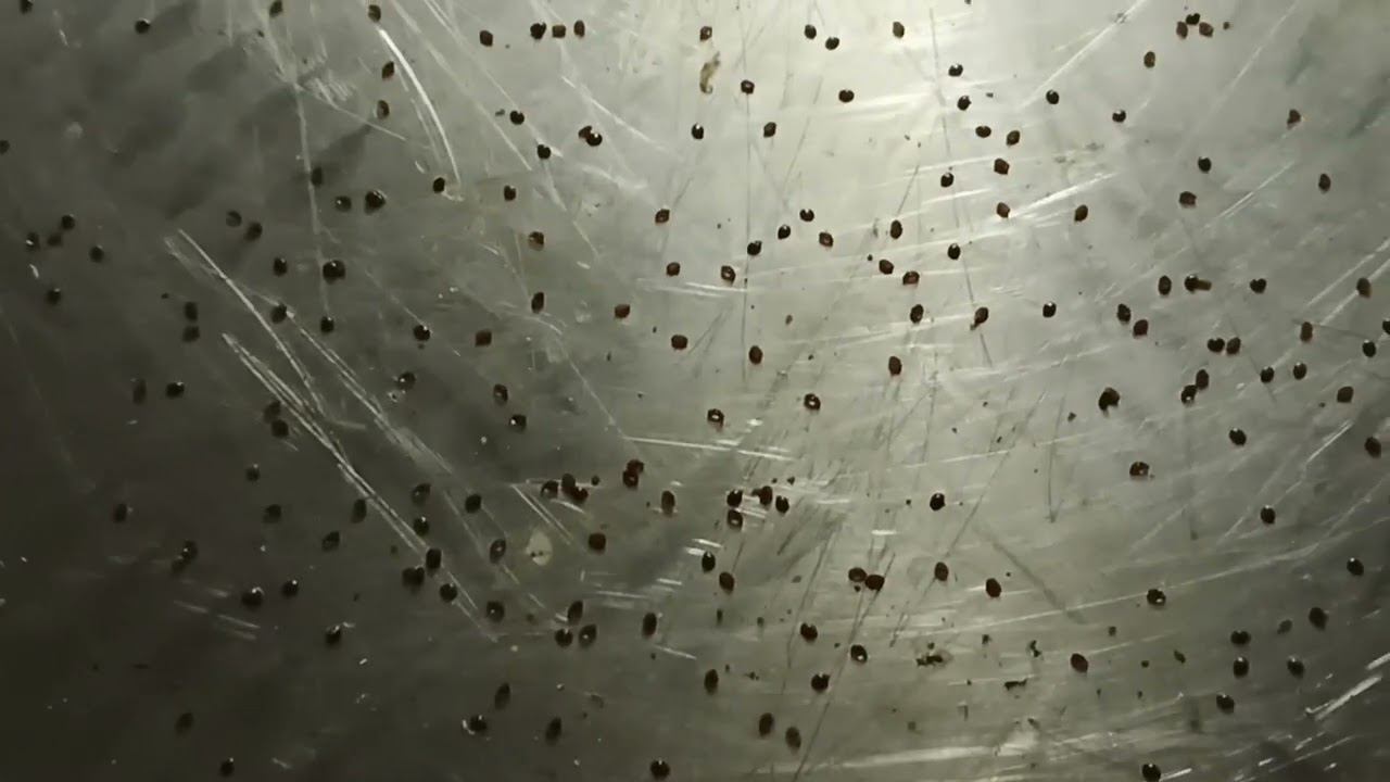 Обработка 2023. Улей № 26 и № 13. Пчеловодство.