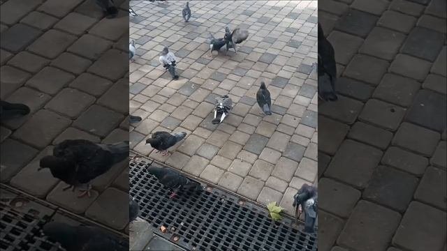 приколы