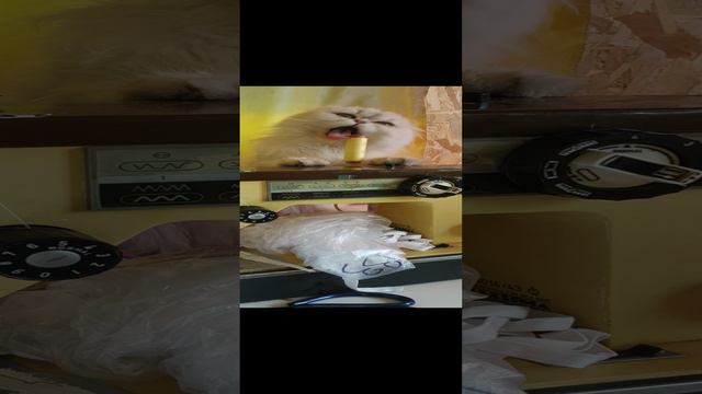 Моя швейная помощница :)