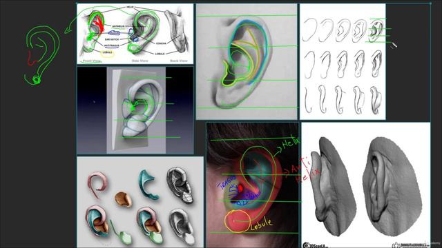 15. Ears Anatomy and Structures