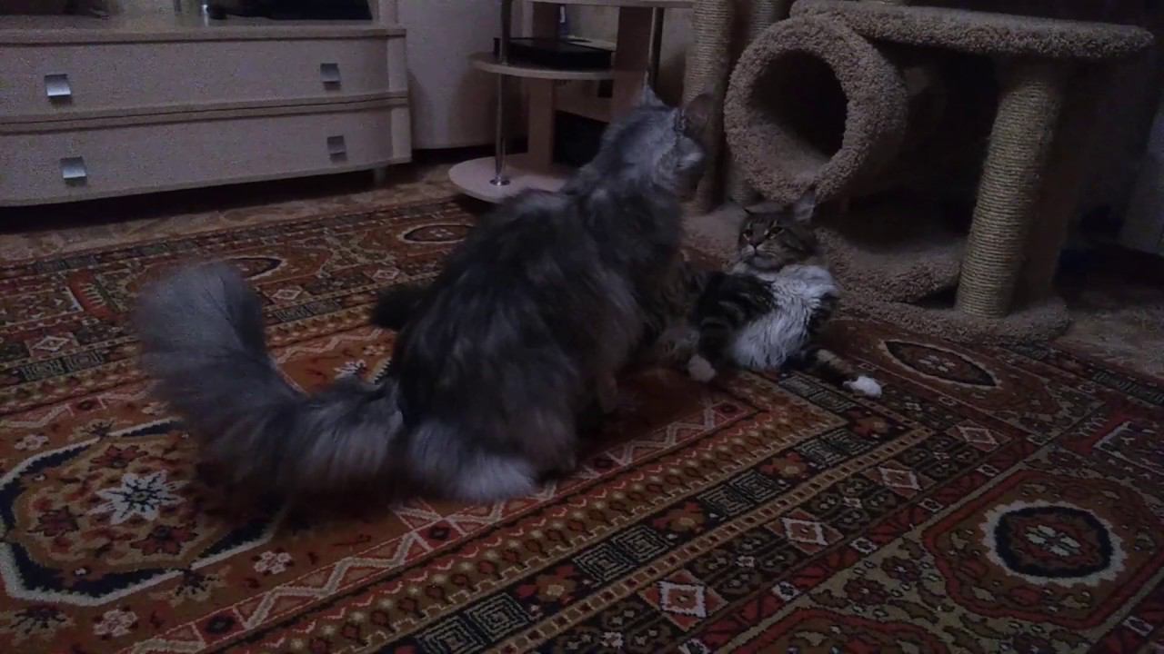 Из жизни котиков