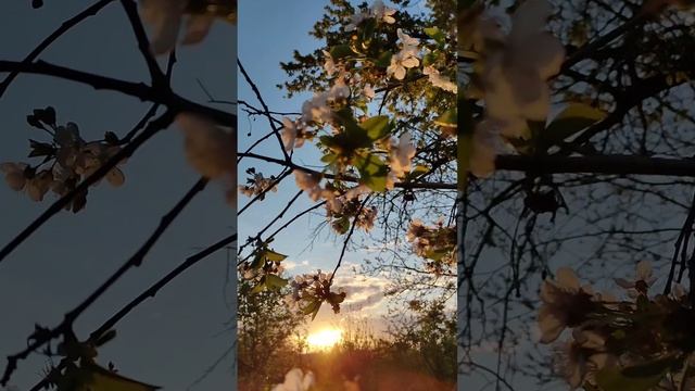 весна