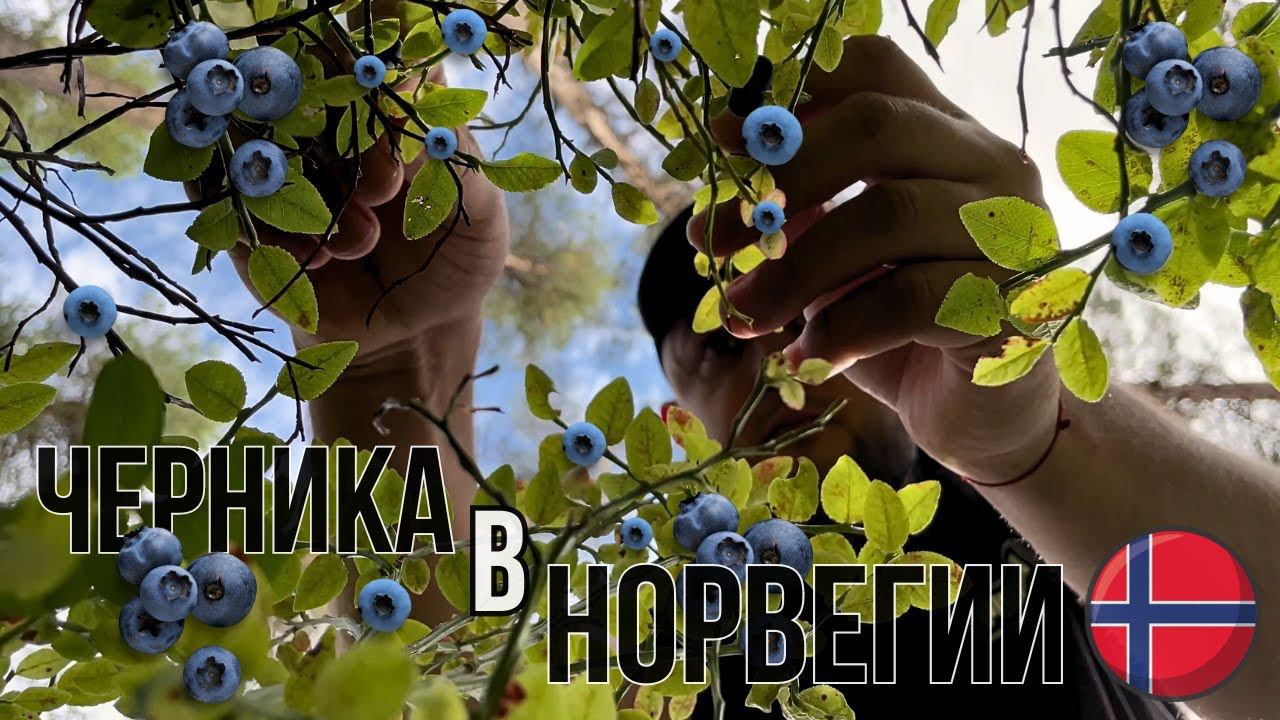 УВЛЕКАТЕЛЬНОЕ ПУТЕШЕСТВИЕ  ЗА ЧЕРНИКОЙ В ЛЕСАХ НОРВЕГИИ