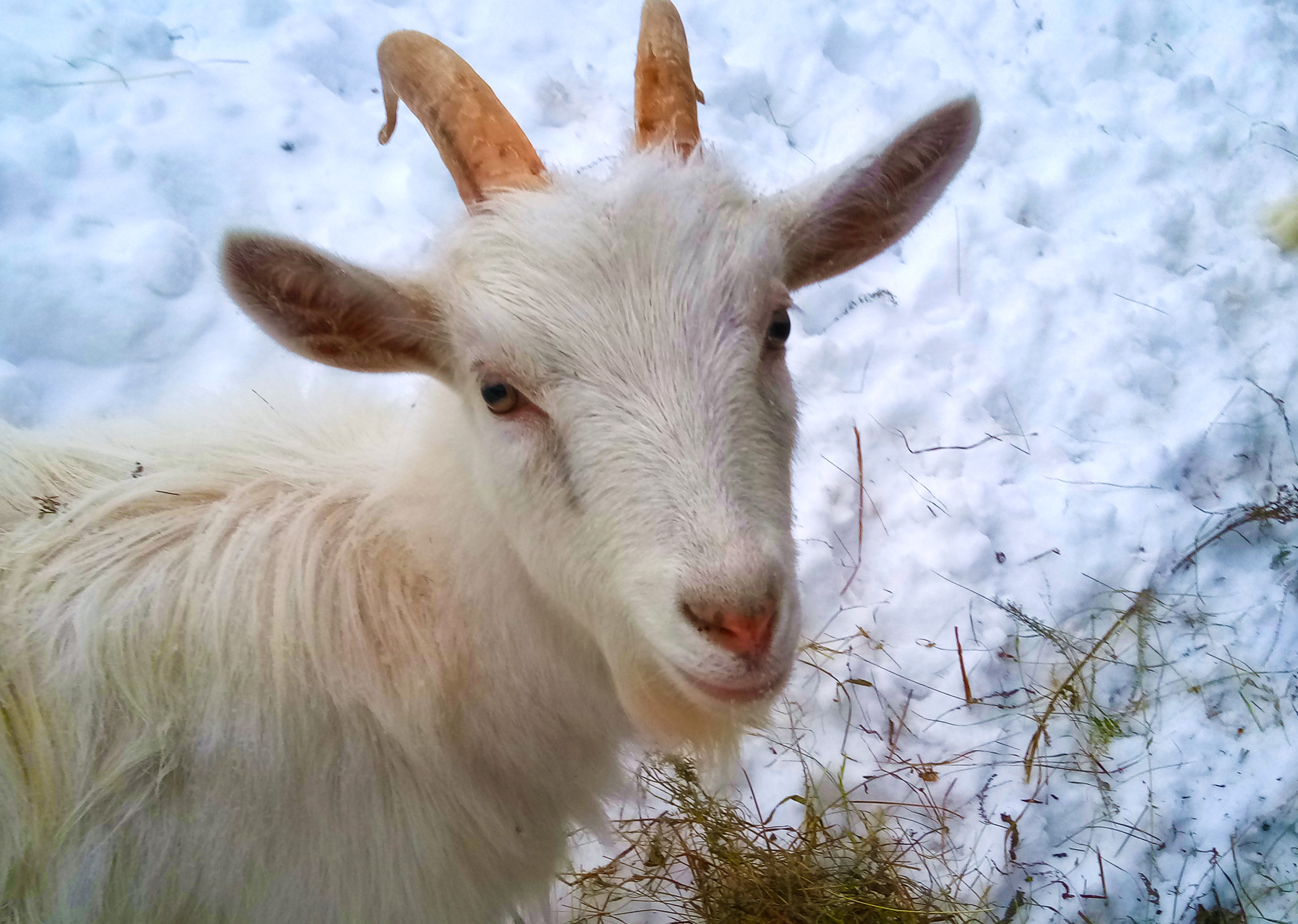 ККК. Козы, кролики и Куры.mp4