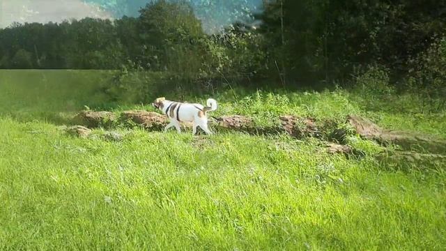 Моя любимая собака-просто-гуляка.mp4