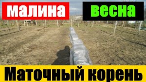 Разведение маточного корня малины Маточный корень у малины