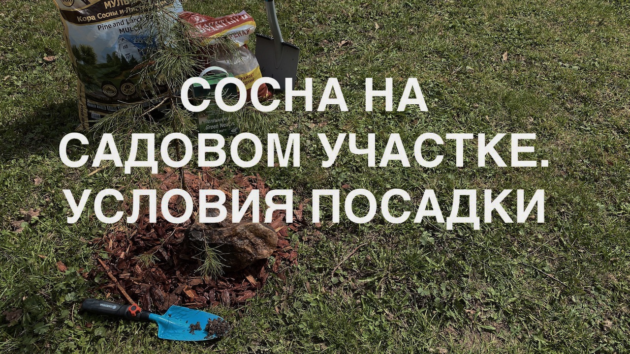 Сосна на садовом участке. Условия посадки. Белый гриб вам в помощь. KAOS.