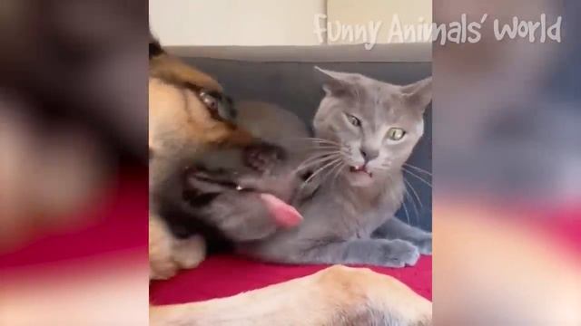 Самые смешные видео с собаками и кошками ? - Лучшие смешные видео с Животными 2023 ?  #13