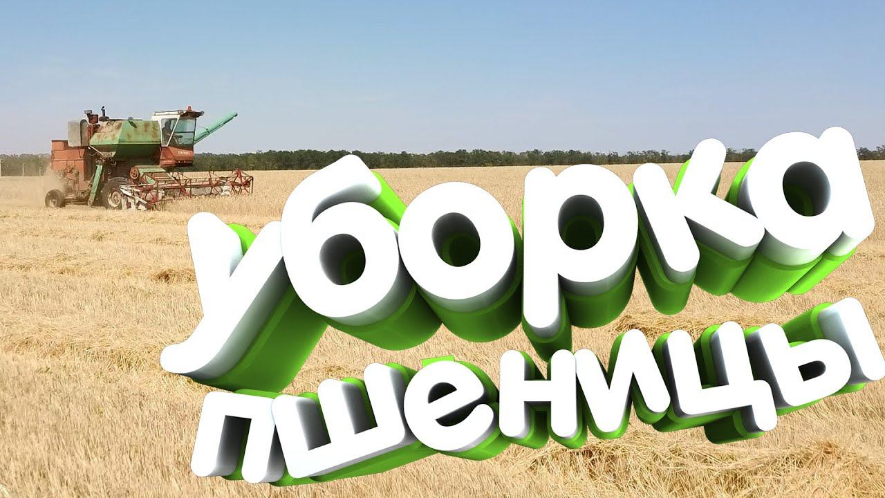 НИВА СК-5 убирает пшеницу за 30 ц/г, уборочная 2020(безпарье) день1. Old Soviet combine harvester