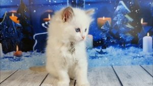 ШОУ котенок лиловый рэгдолл. Ragdoll Fairy-tale Family & Reborn Rich