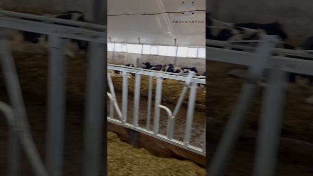 Поставка и монтаж хэдлоков 🐄#корова #сельскоехозяйство #фермерство #фермер #хозяйство