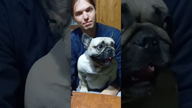 Три собаки и все разные.