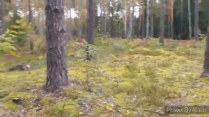 Грибы 🍄Владимирская обл, Мало но есть _ Клещей больше стало,чем грибов , Боровые , подосики, Опята