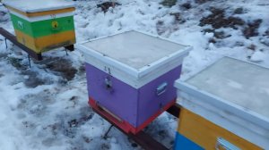 Выставил пасеку из зимовника