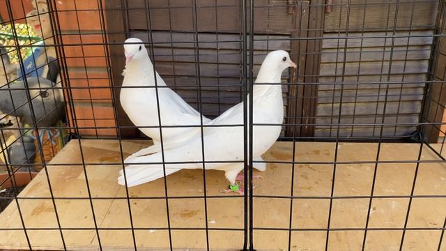 Бакинские старопородные голуби ?️ 02-11-2023