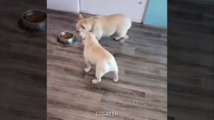 смешные животные.😂