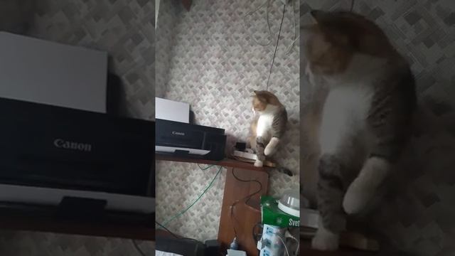 7 МОЯ КОШЕЧКА ВАСИЛИСА ПУГАЕТСЯ  МФУ.mp4