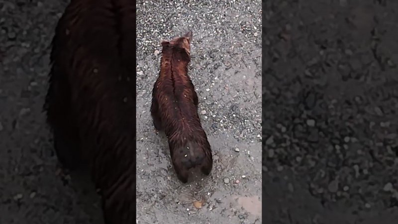 Бедный, облезлый мишка #животные #медведь #рыба #рыбалка #природа #trout #fish #animals #bear