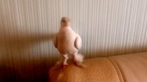 Домашний голубь Урчик