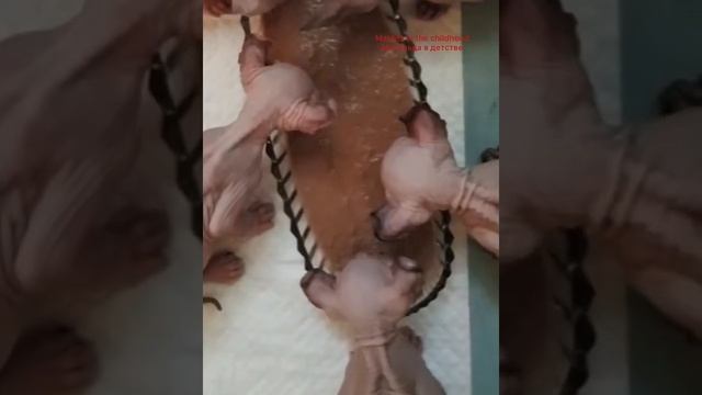 Голодные котята