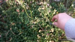 Грибы 🍄  Заплуталась в трех соснах ,Грибы в нашем Владимирской сухом Лесу_Поругалась с Навигатором