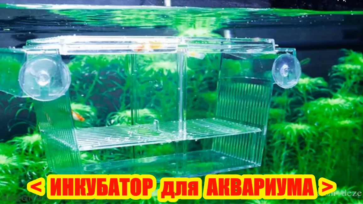 ДУМАЕТЕ разводить РЫБОК ???