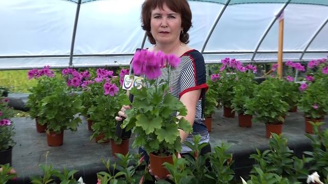 Тепличное хозяйство. Все краски герани.