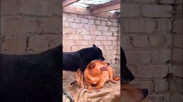 Вот такие будни приюта! Соня и Нона