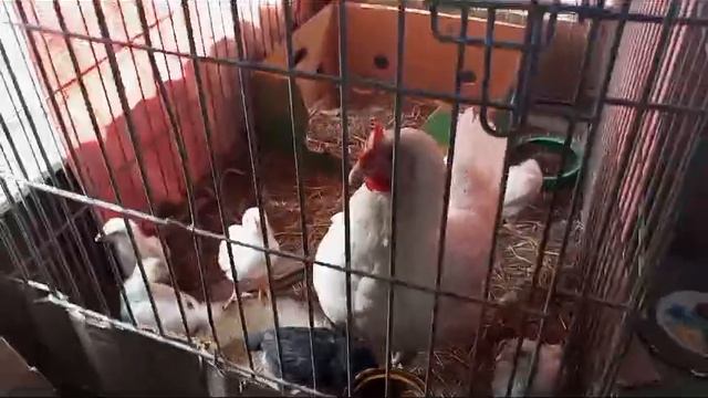 Внизу цыплятам три недели. Д.р. 24 мая 2024.