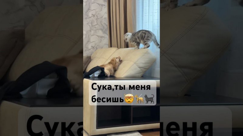 От любви до ненависти…