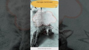 Кошечки и Шуточки! (15)