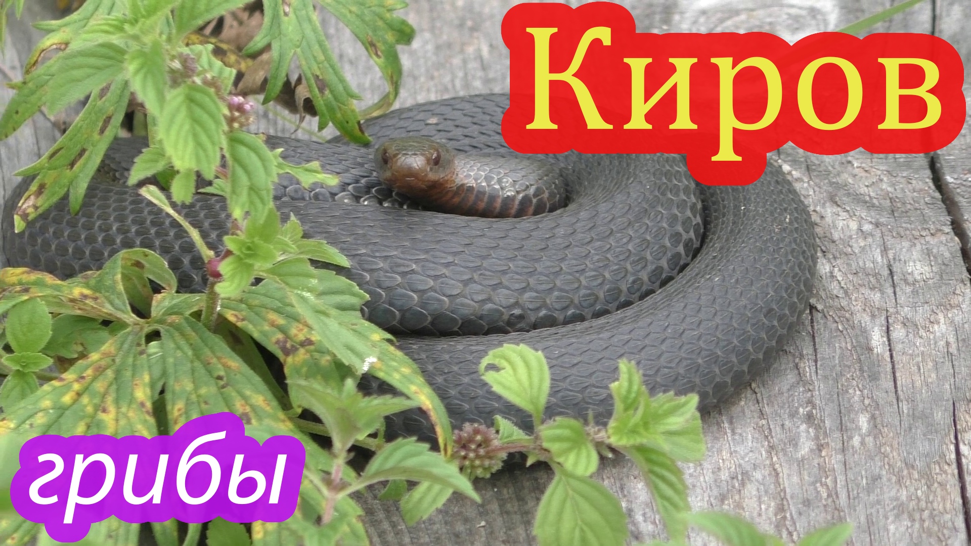 Грибы, пока сезон.mp4